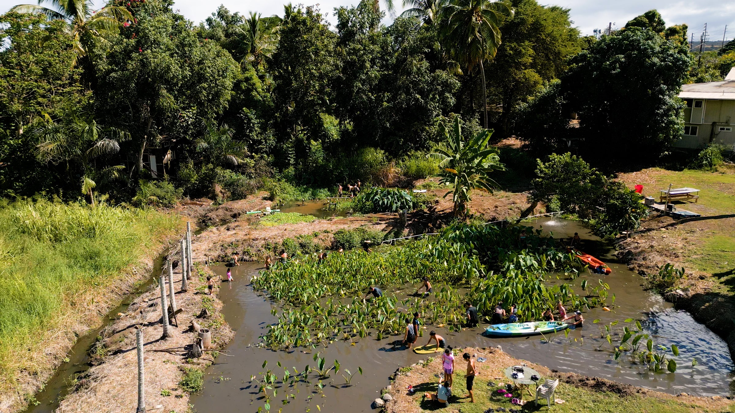 Haleiwa Taro Farm
